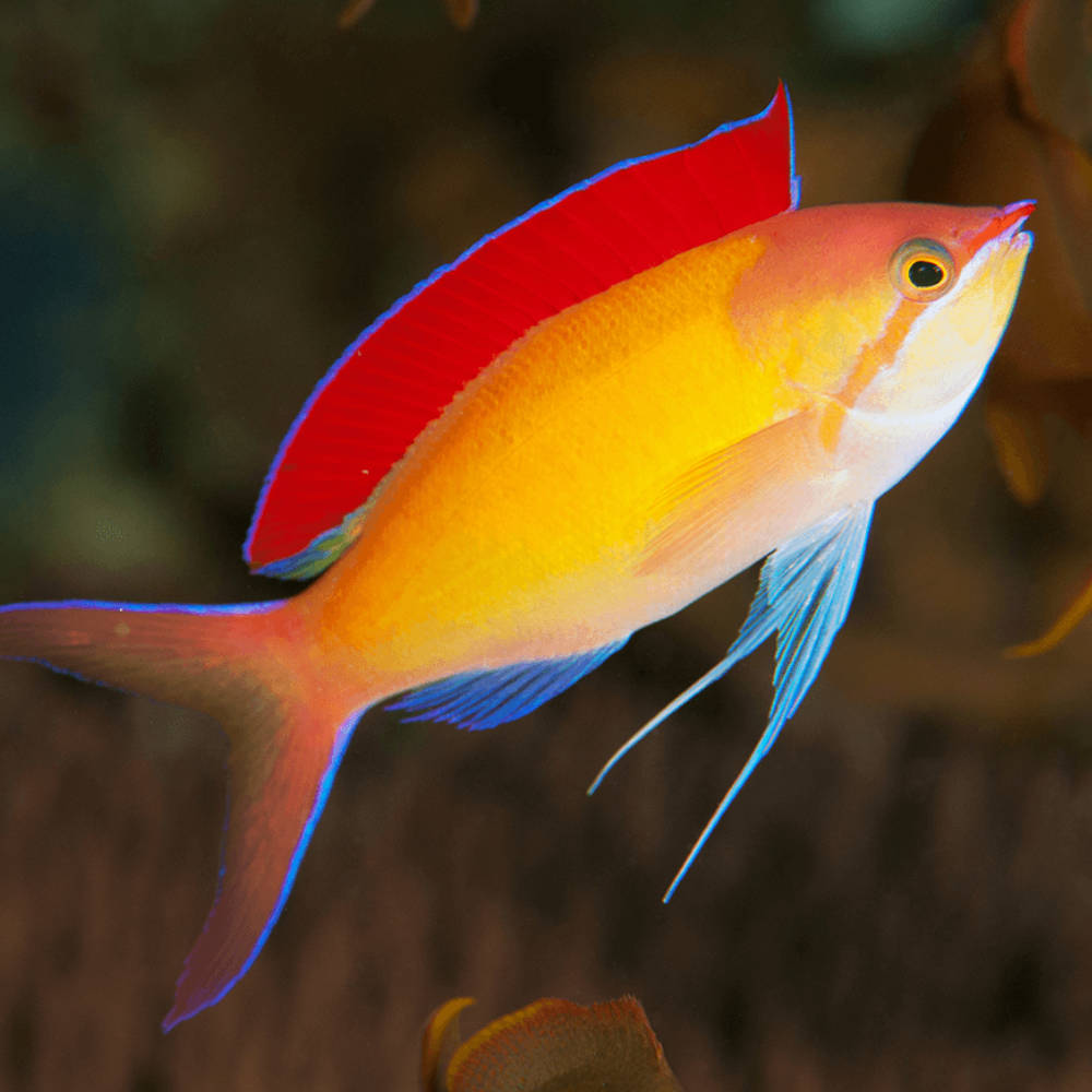 Redfin Anthias - Roxy Aquarium