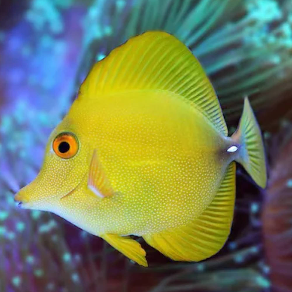 Yellow Tang Fish Wild Yellow Tang XL #265 | School Of Fish Online