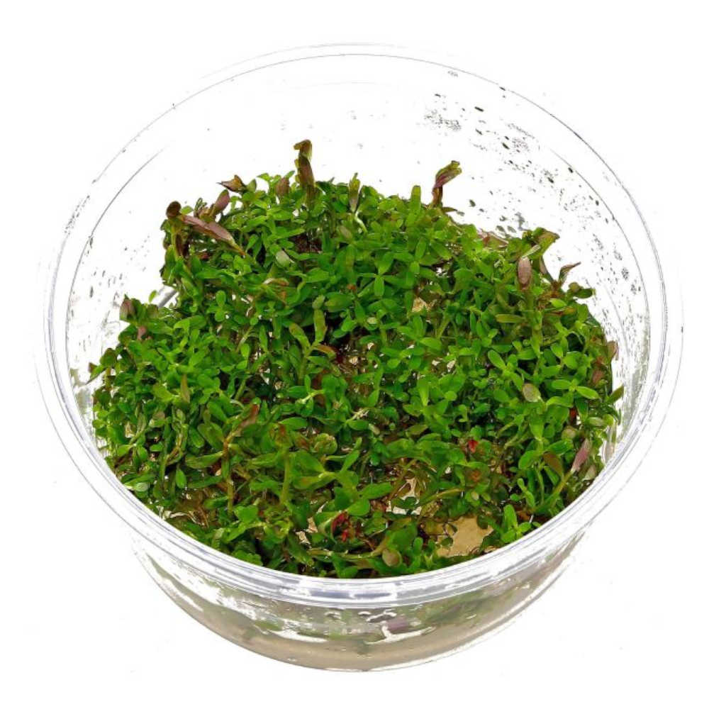 TC – Rotala Rotundifolia – Colorata