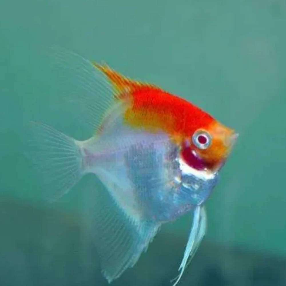 Albino Red Head Angel Available - Roxy Aquarium