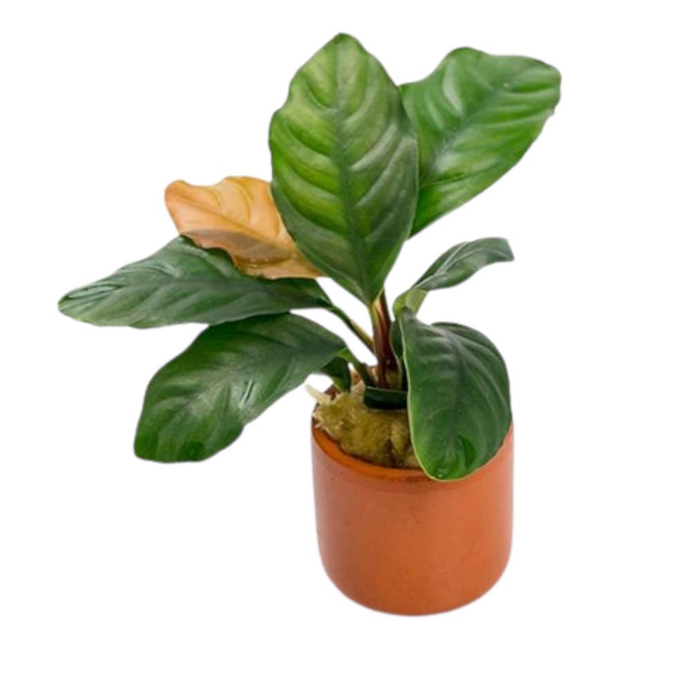 Anubias Assorted – Terracotta 3cm Pot - Roxy Aquarium