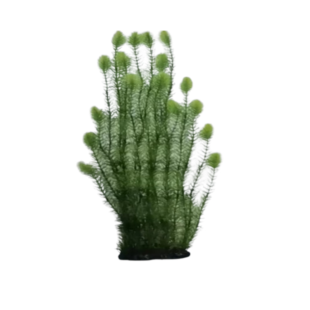 Assorted Artificial Plants 18x10x80cm - Roxy Aquarium