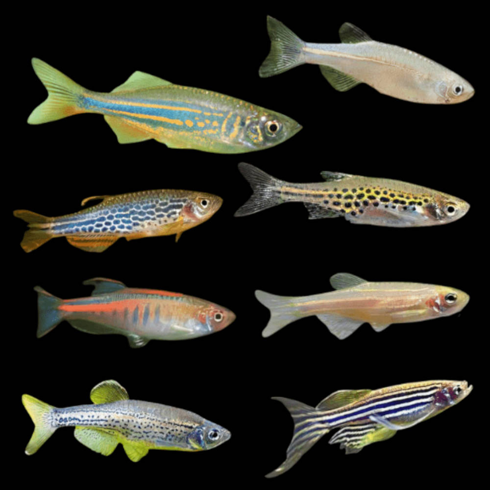 Danio Types Glowlight Danio (Celestichthys Choprae) Shimmering