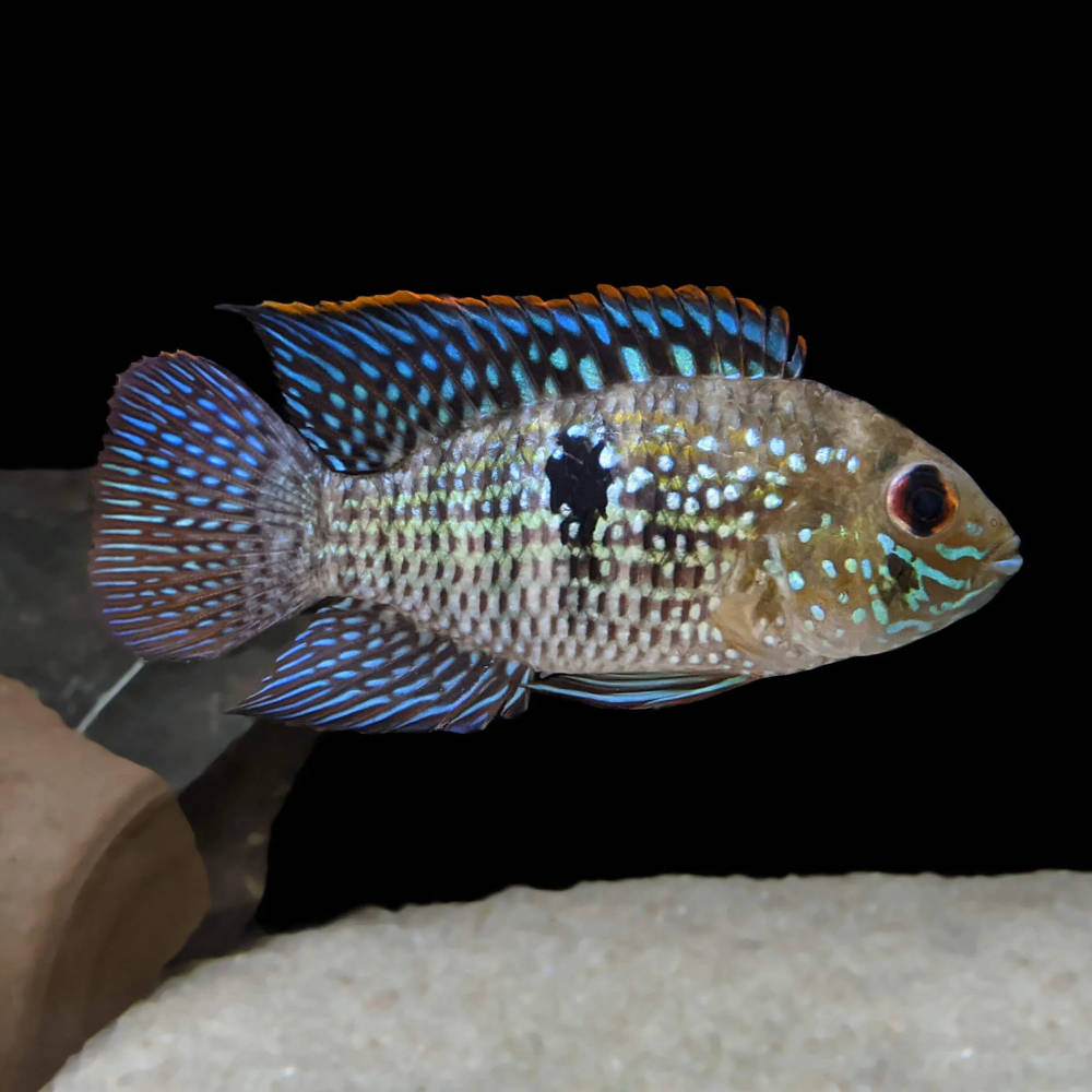 Blue Acara Cichlid Available - Roxy Aquarium