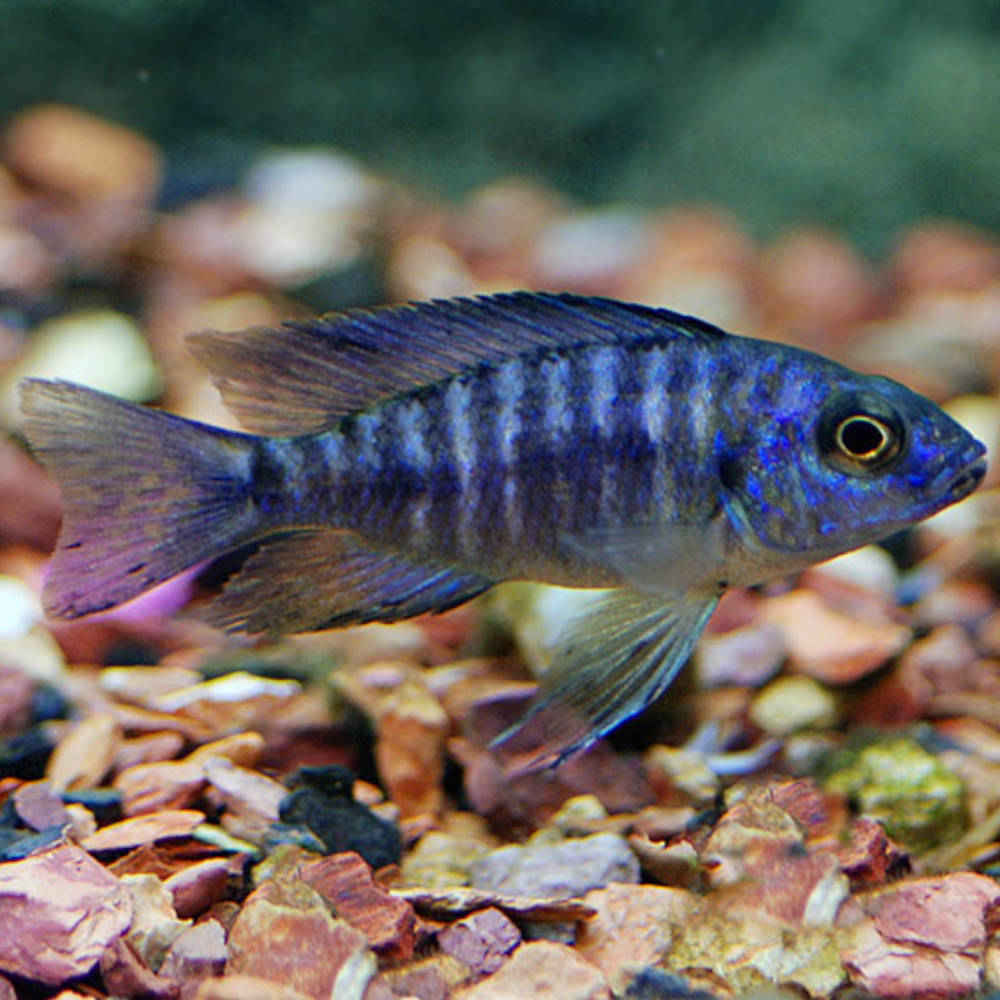 Blue Peacock 5cm Available - Roxy Aquarium