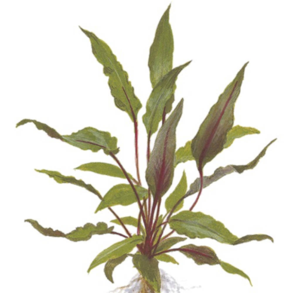 Cryptocoryne Beckettii - Roxy Aquarium