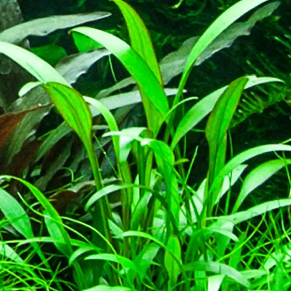 Cryptocoryne Willisii – Live Aquarium Plant - Roxy Aquarium