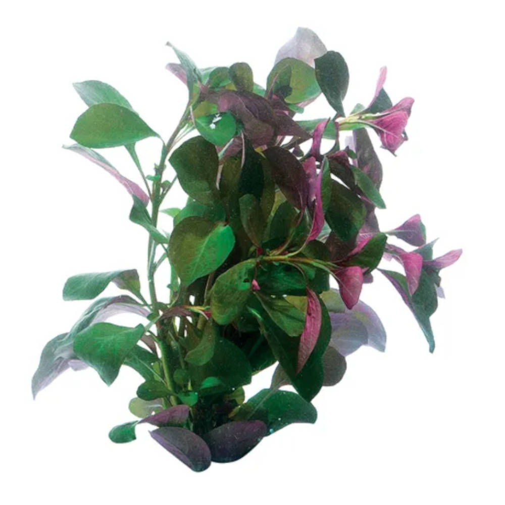 Ludwigia – Live Aquarium Plant - Roxy Aquarium