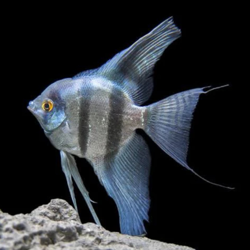 Pinoy Angelfish Available - Roxy Aquarium