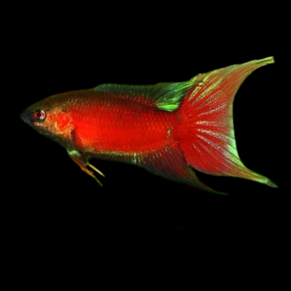 Red Apricot Paradise Fish - Roxy Aquarium