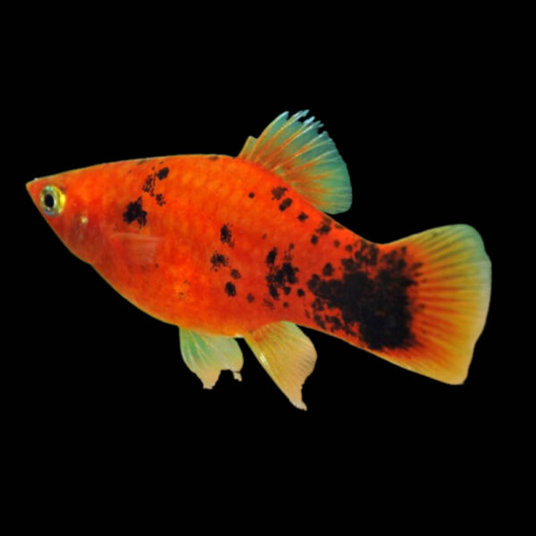 Red Spotted Platy 3.5cm Available - Roxy Aquarium