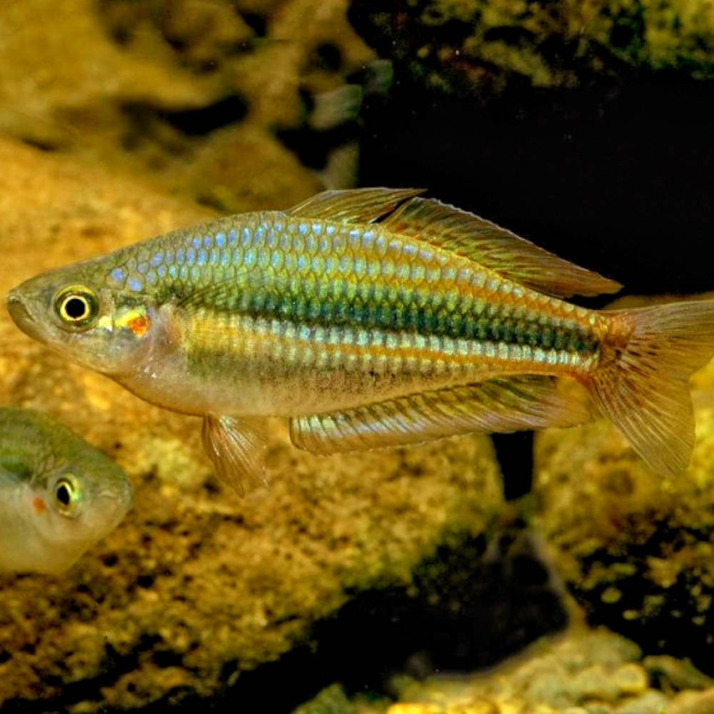 Utchee Creek Rainbow 3.5cm - Roxy Aquarium