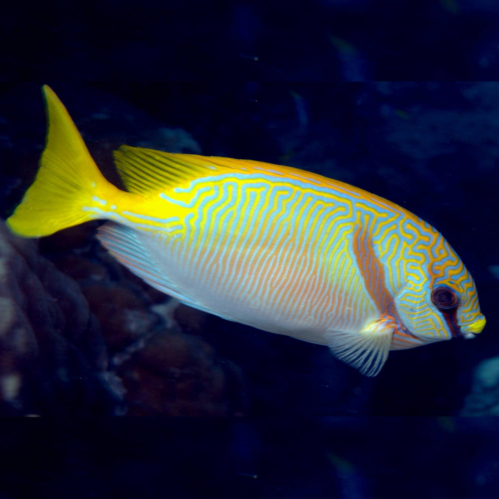 Barred Rabbitfish Medium - Roxy Aquarium