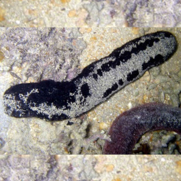 Black sea cucumber - Roxy Aquarium