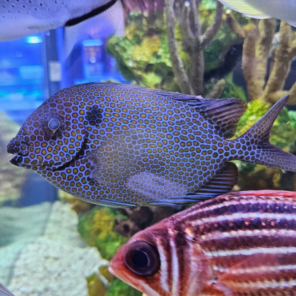 Blue Spot Rabbitfish - Roxy Aquarium