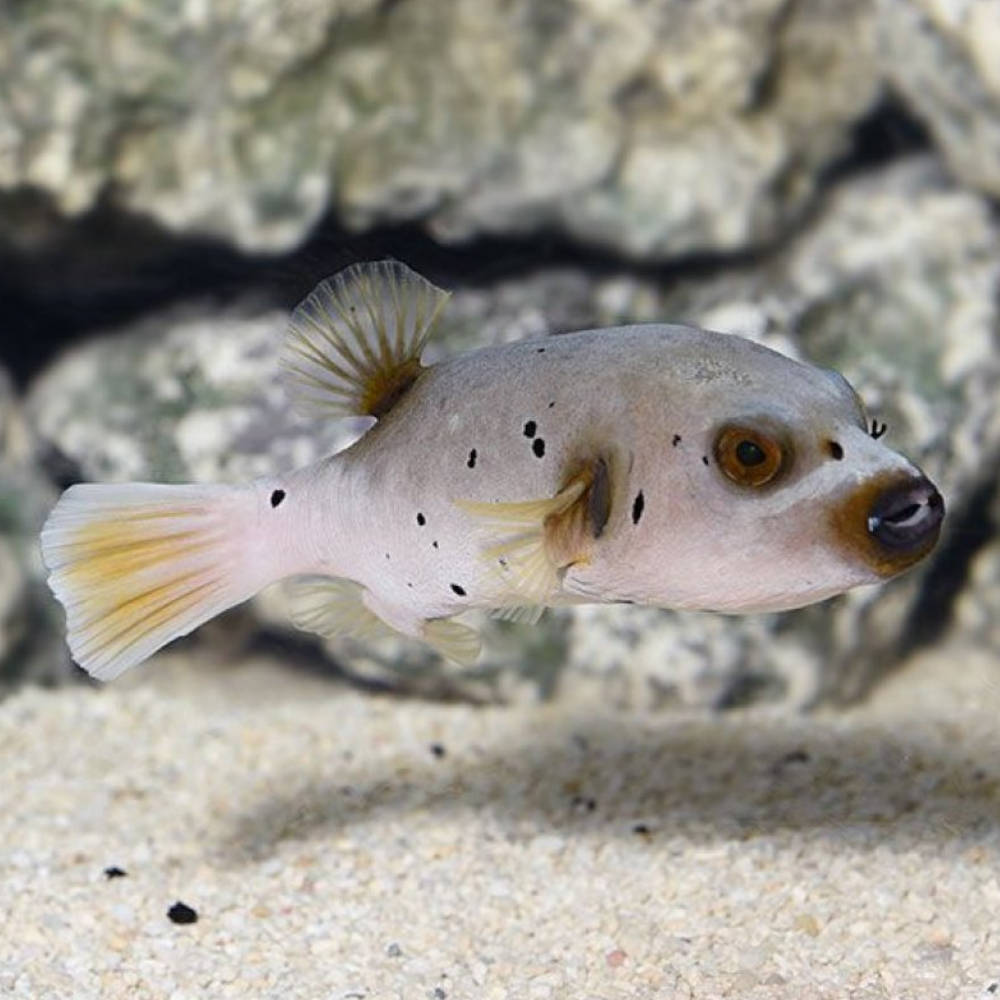 Dogface Puffer Large - Roxy Aquarium