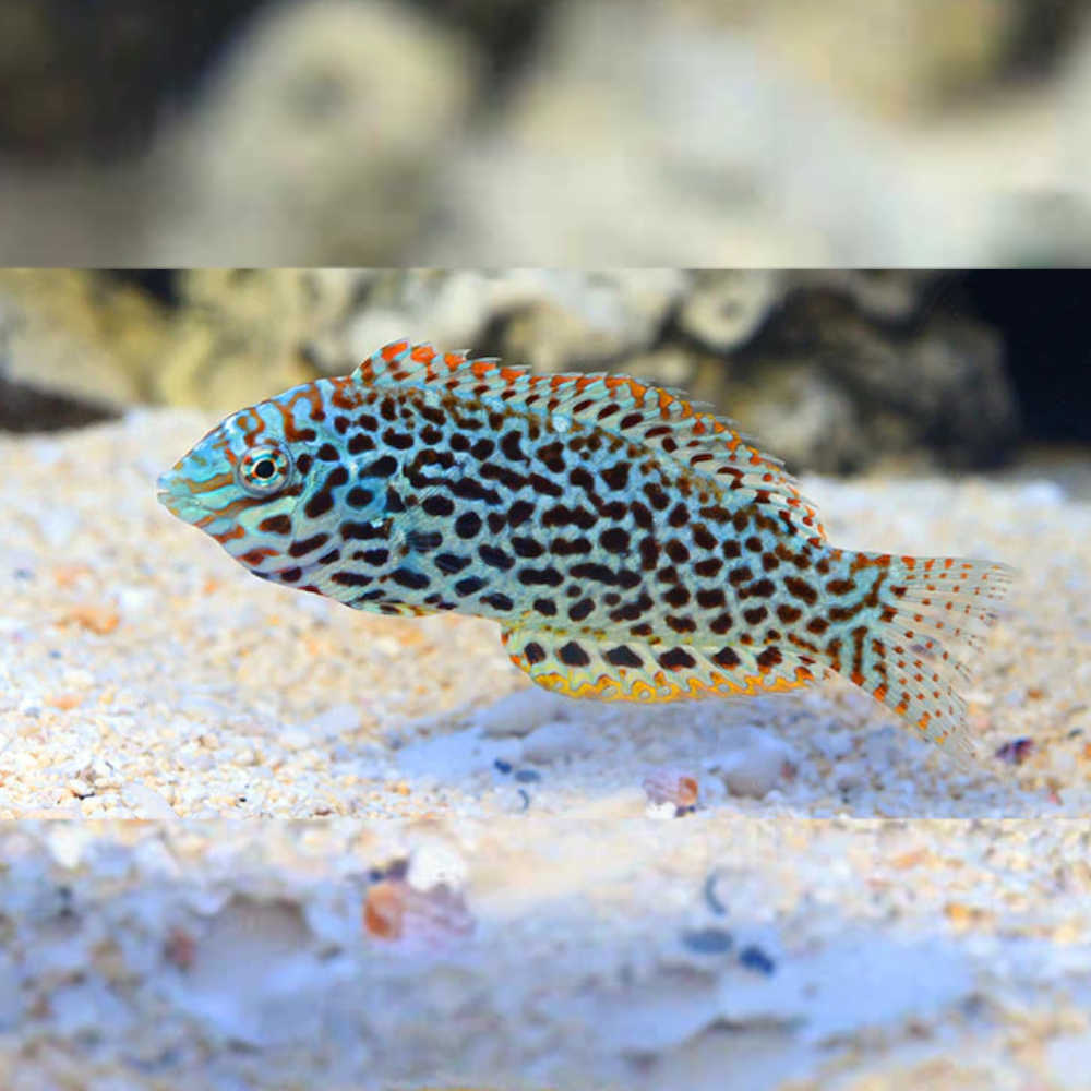 Green Wrasse