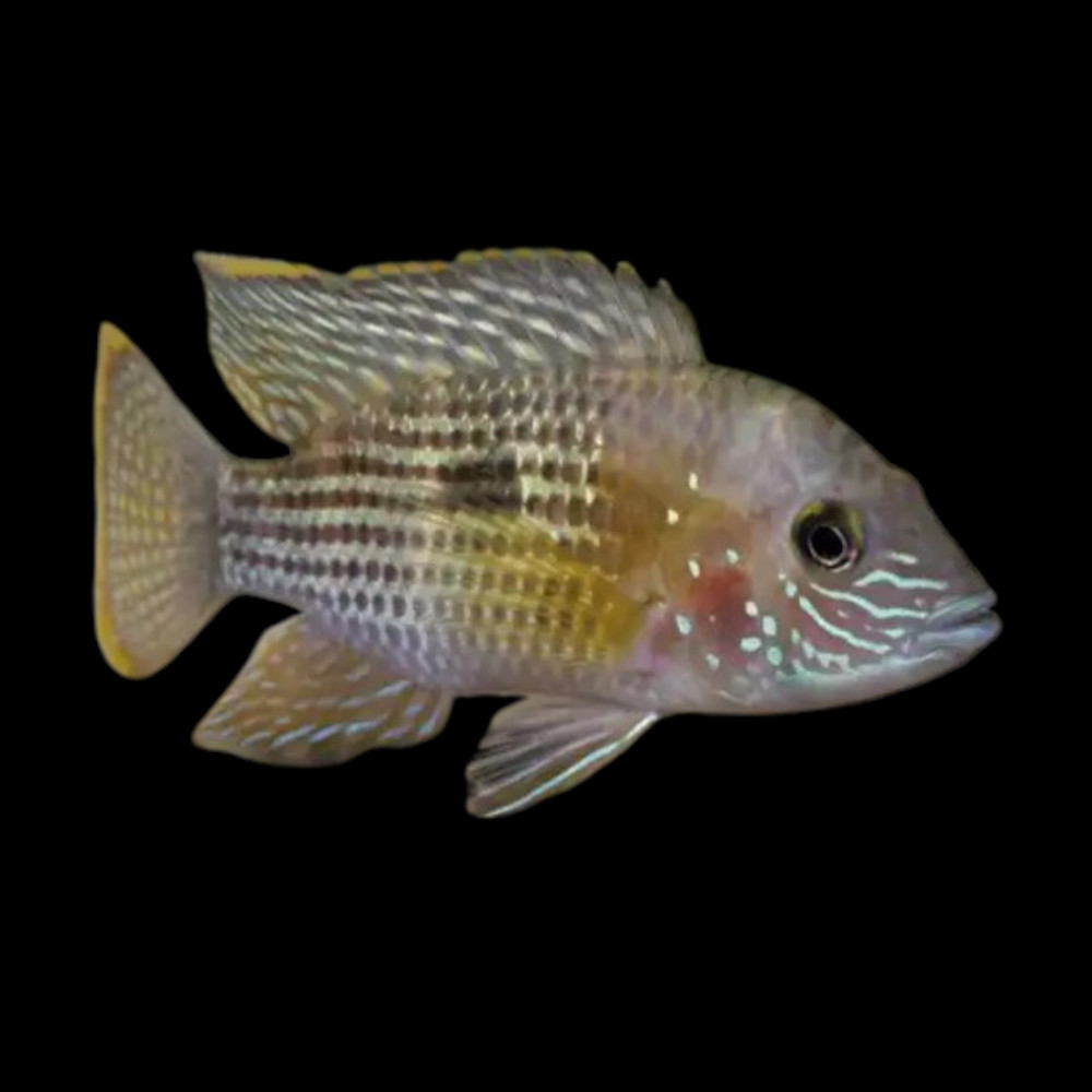 Green Terror – White Saum - Roxy Aquarium