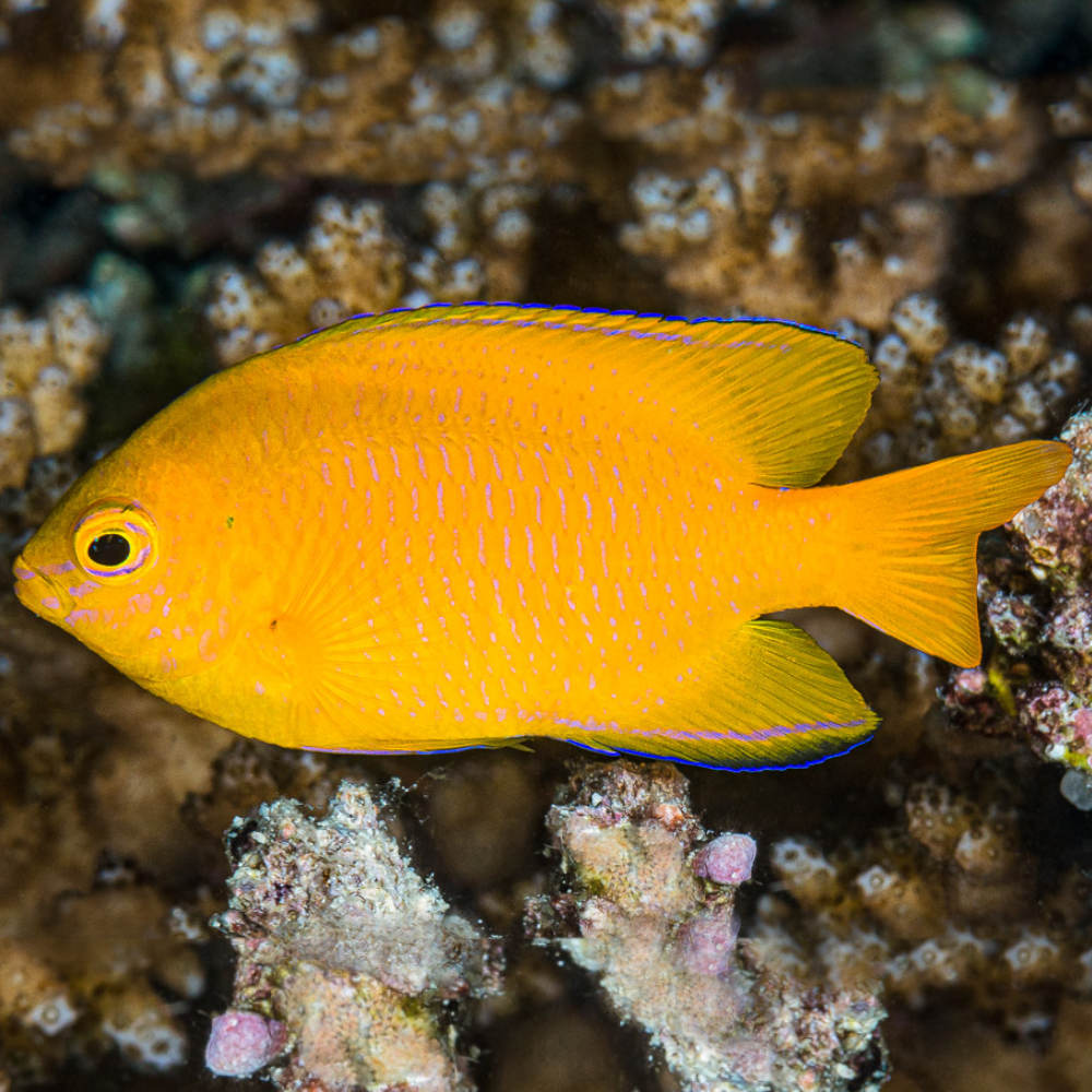 Lemon Damselfish - Roxy Aquarium