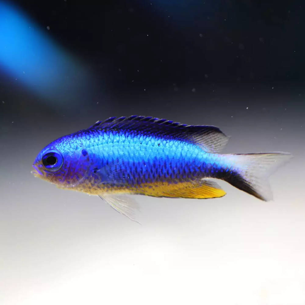 Neon Damselfish - Roxy Aquarium