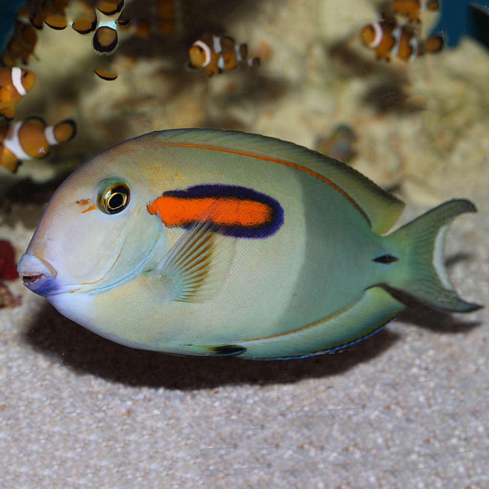 Orange Shoulder Tang - Roxy Aquarium