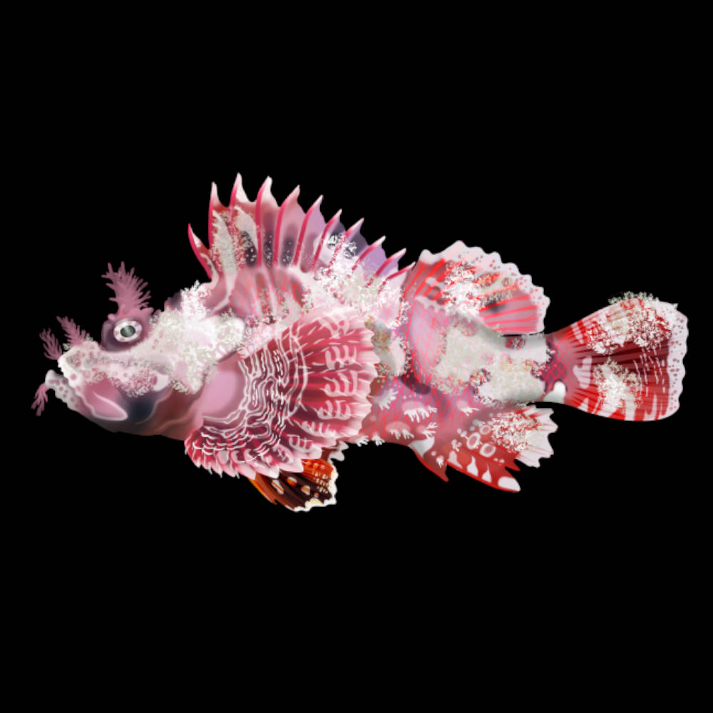 Raggy Scorpionfish - Roxy Aquarium