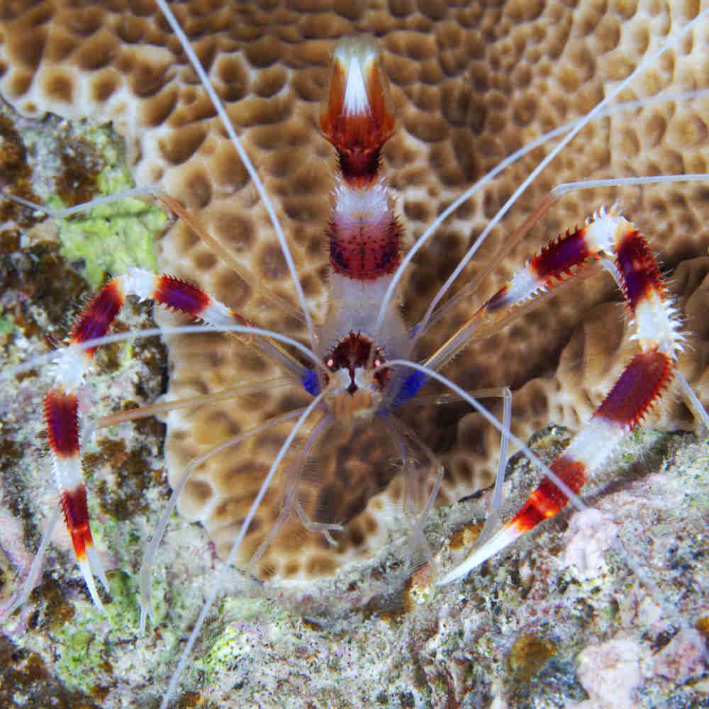 Shrimp – Coral banded - Roxy Aquarium