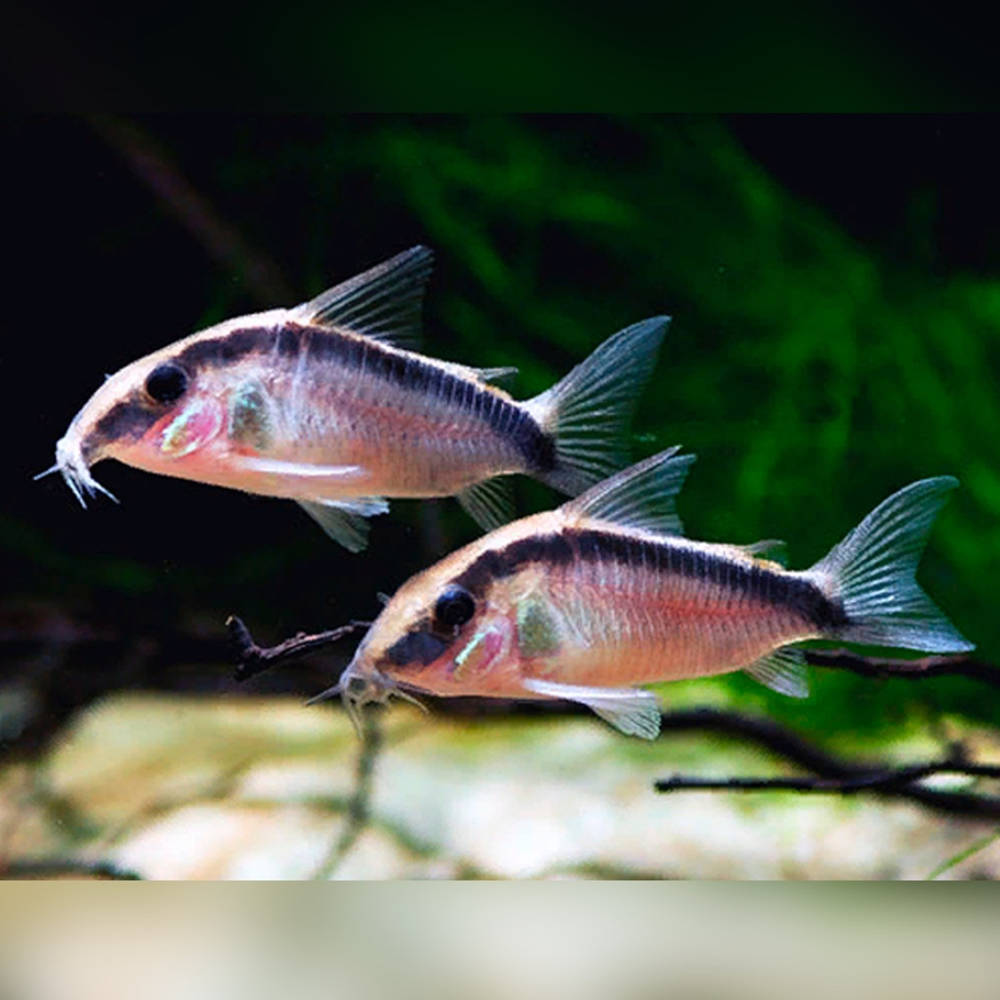 Skunk Corydora Available - Roxy Aquarium