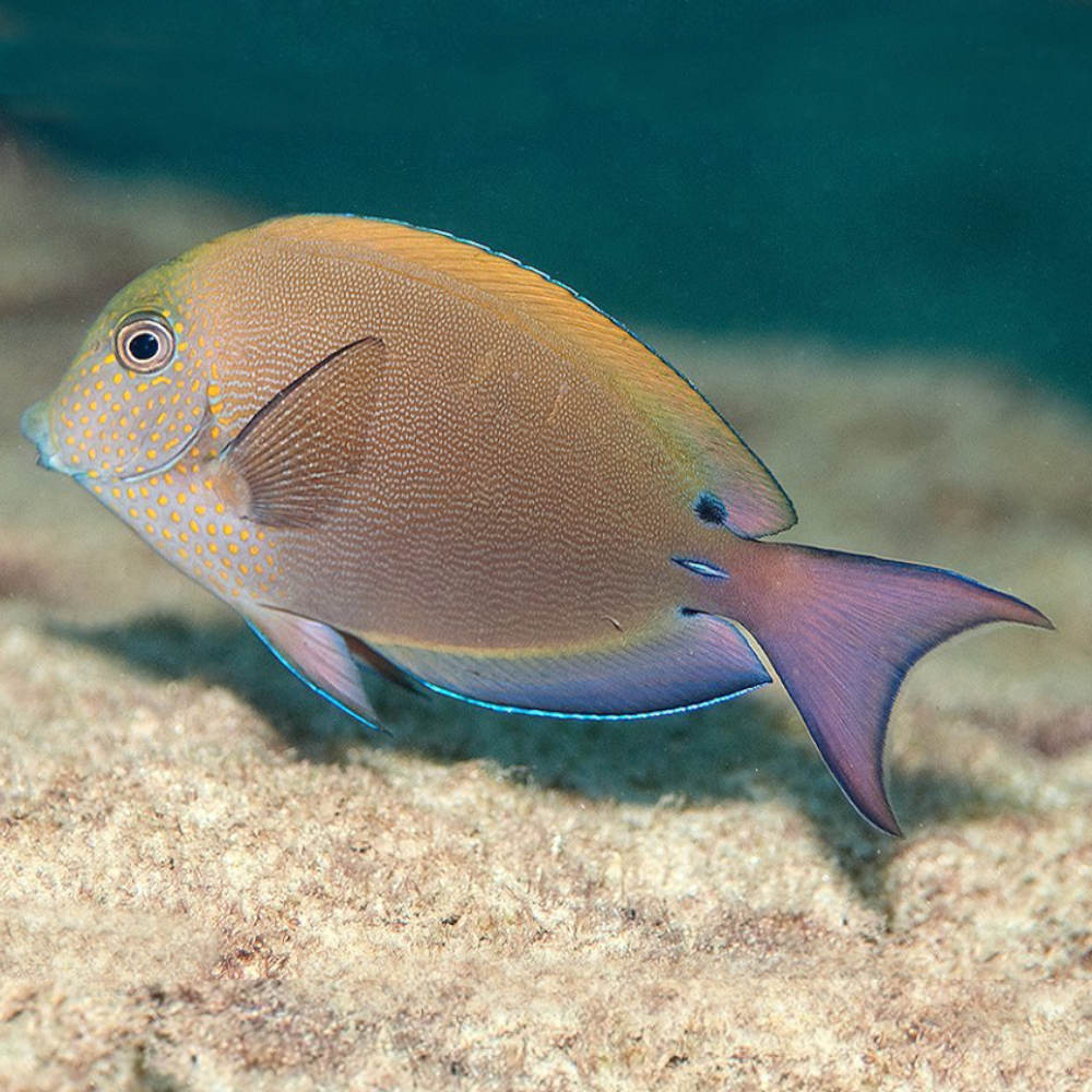 Dusky Surgeonfish - Roxy Aquarium