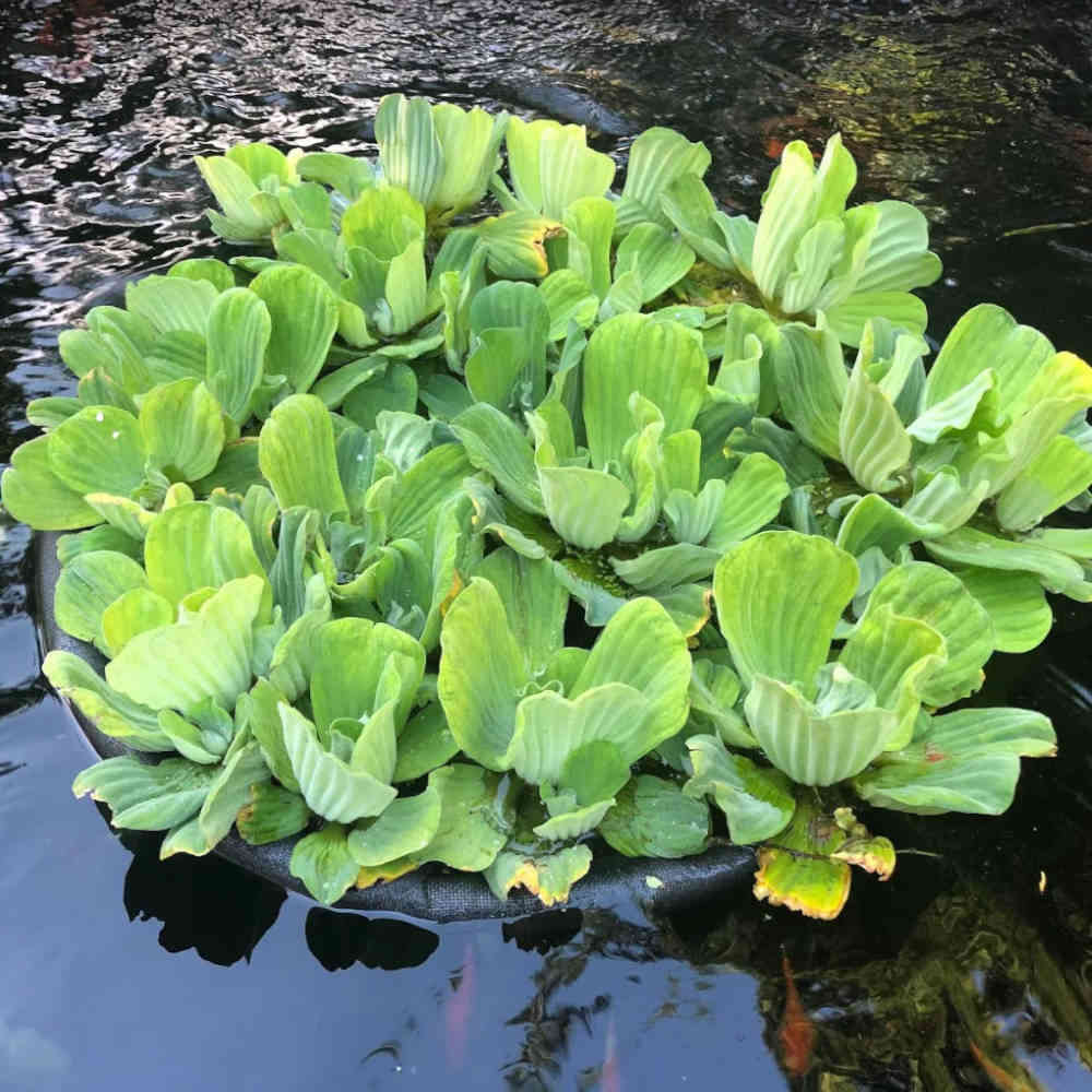Dwarf Water Lettuce Floating Plant - Roxy Aquarium