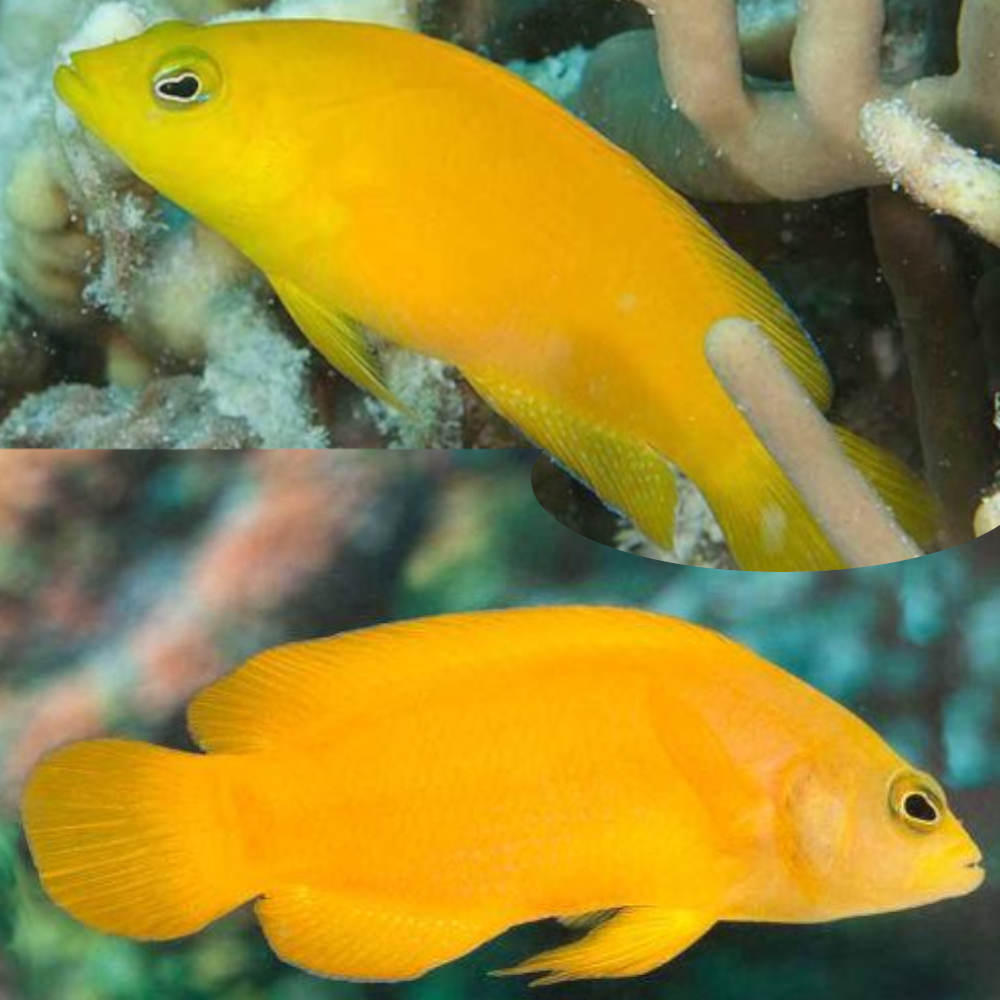 Yellow Dottyback - Roxy Aquarium