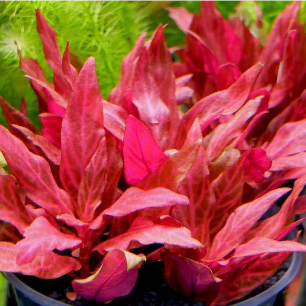 Alternanthera Rosaefolia – Live Aquarium Plant