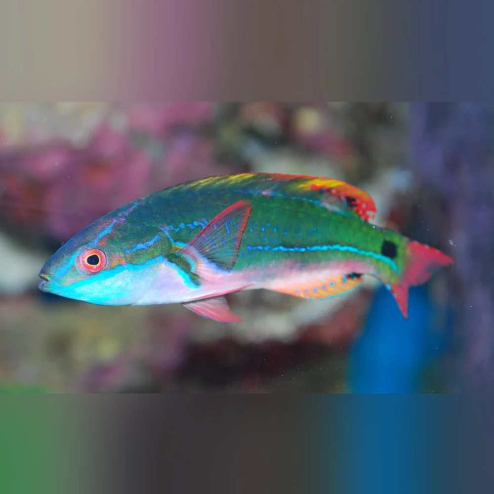 Lunar Wrasse - Roxy Aquarium