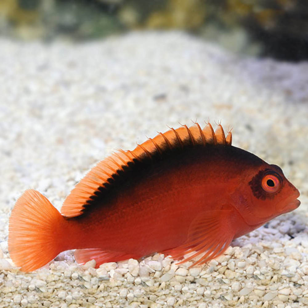 Flame Hawkfish - Roxy Aquarium
