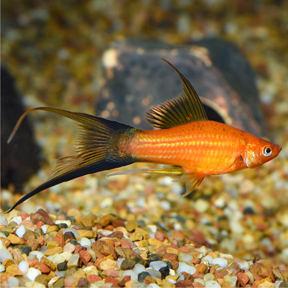 Assorted Hi-Fin Lyretail Swordtail - Roxy Aquarium