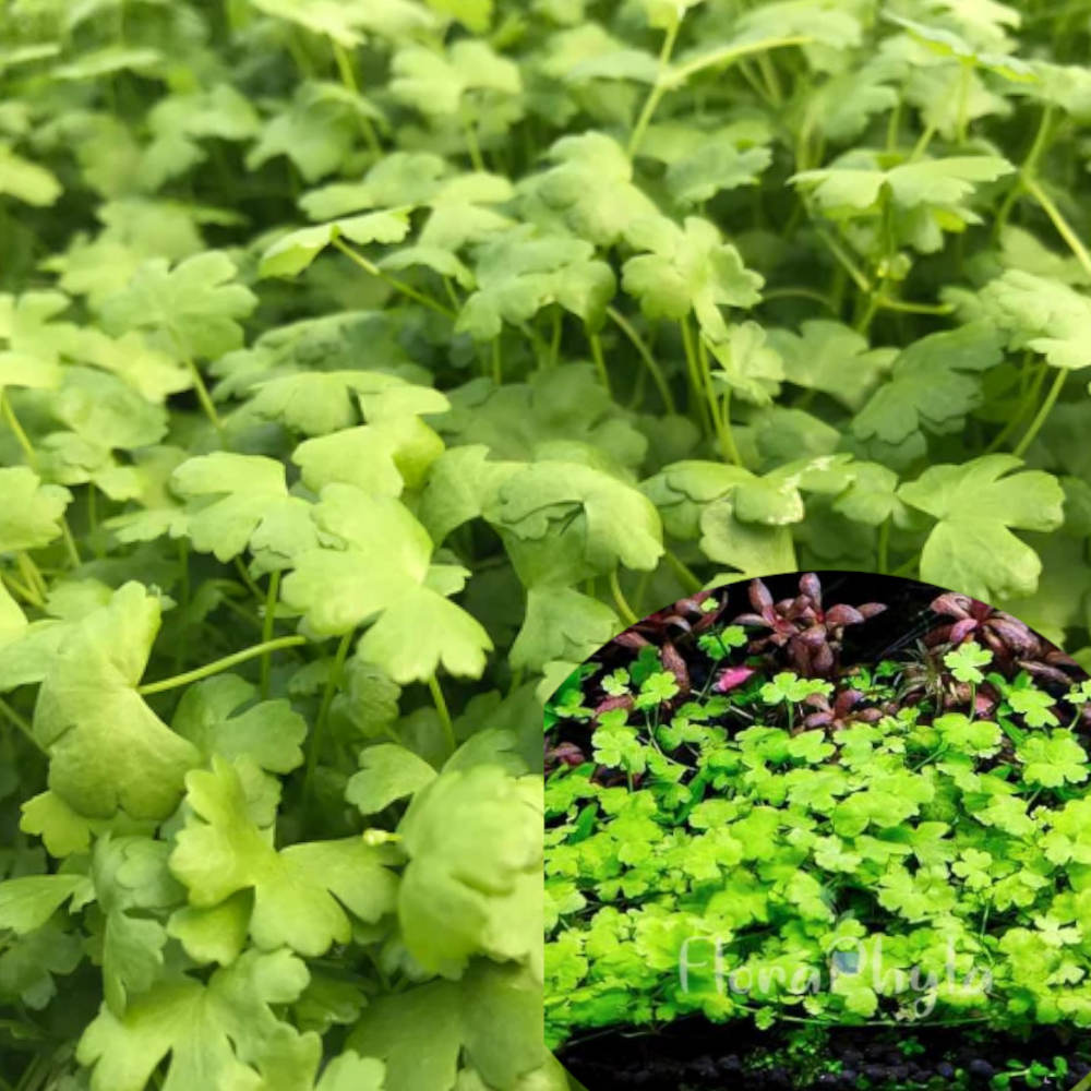 Hydrocotyle Tripartita Mini Japan