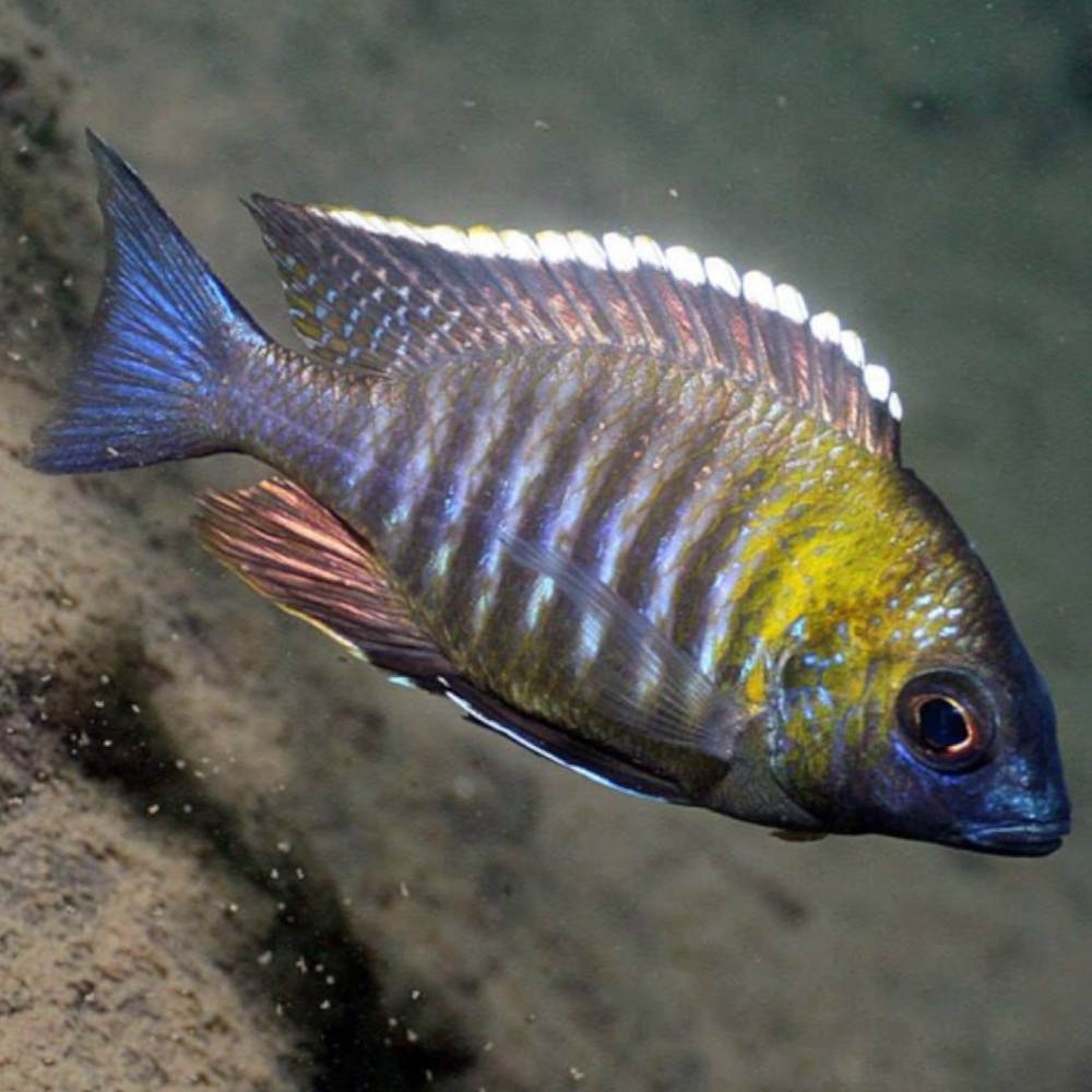 Lethrinops Micrentodon “Makakola” Cichlid - Roxy Aquarium