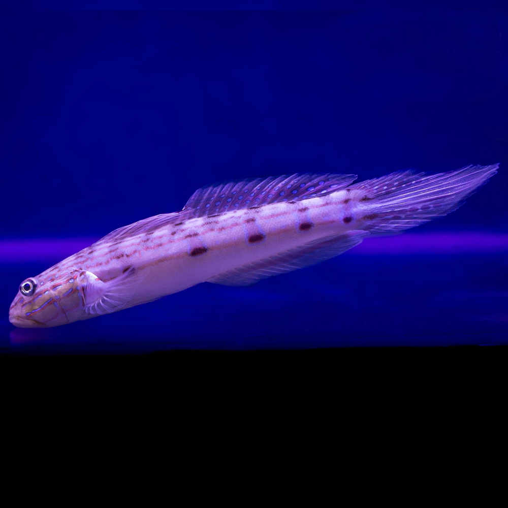 Longfin Goby Available - Roxy Aquarium