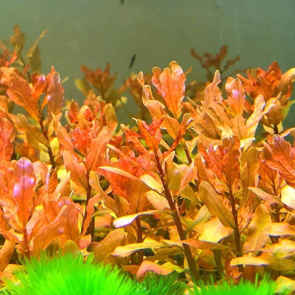 Ludwigia Inclinata – Live Aquarium Plant
