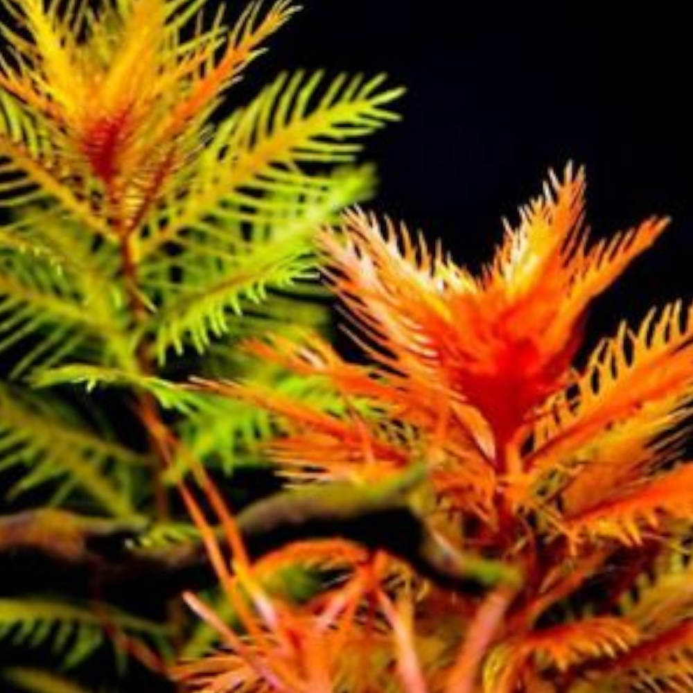 Proserpinaca palustris (Mermaid Weed)