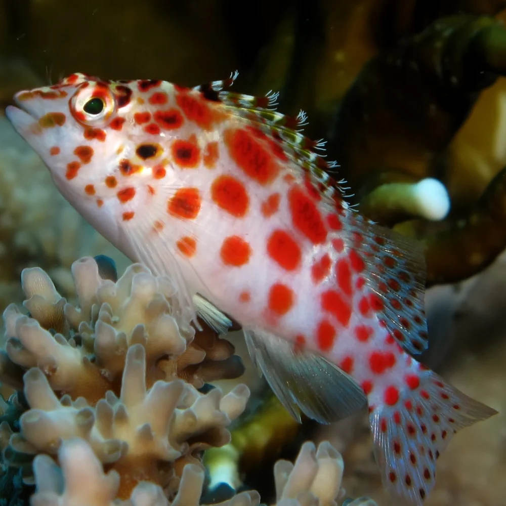Pixie Hawkfish - Roxy Aquarium