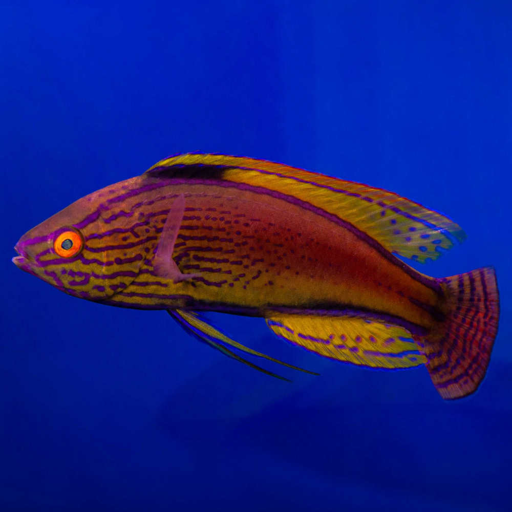 Purple Lined Fairy Wrasse - Roxy Aquarium
