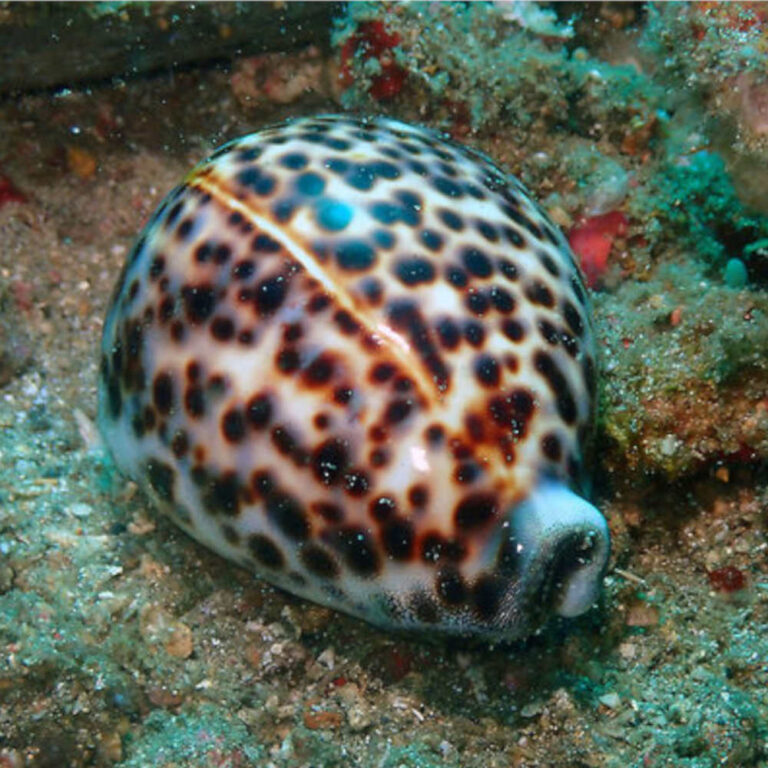 Tiger Cowry Snail - Roxy Aquarium