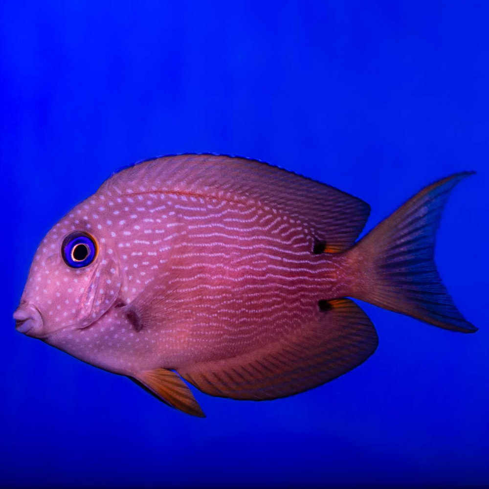 Twospot Bristletooth Tang - Roxy Aquarium