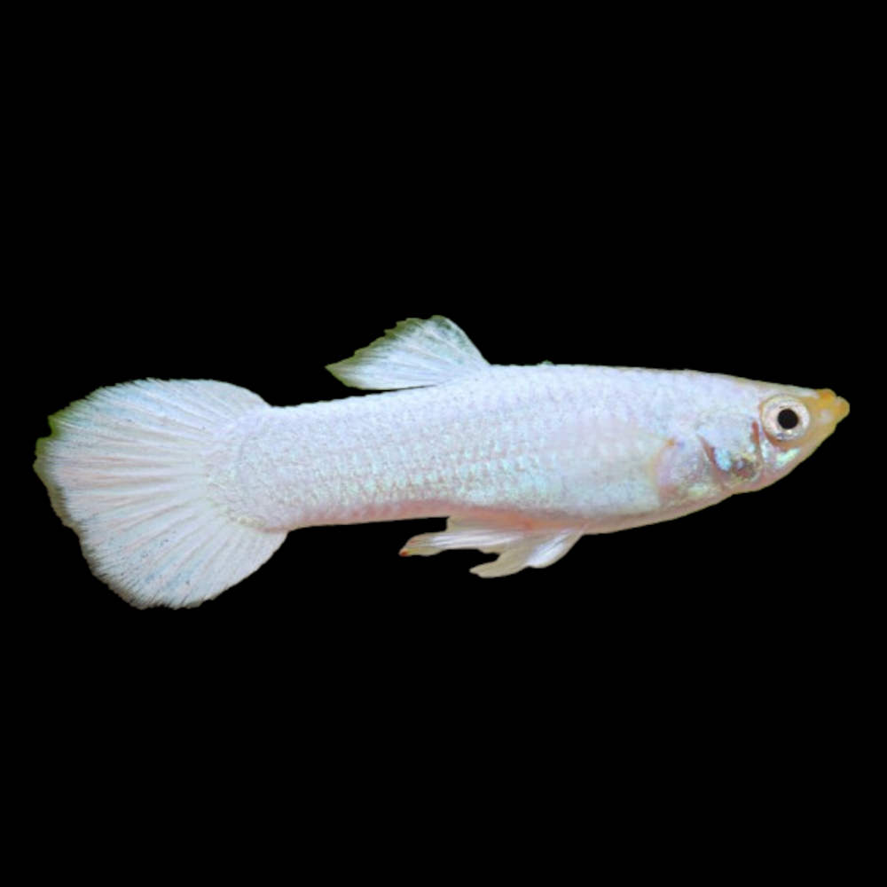 White Guppy Male Available - Roxy Aquarium