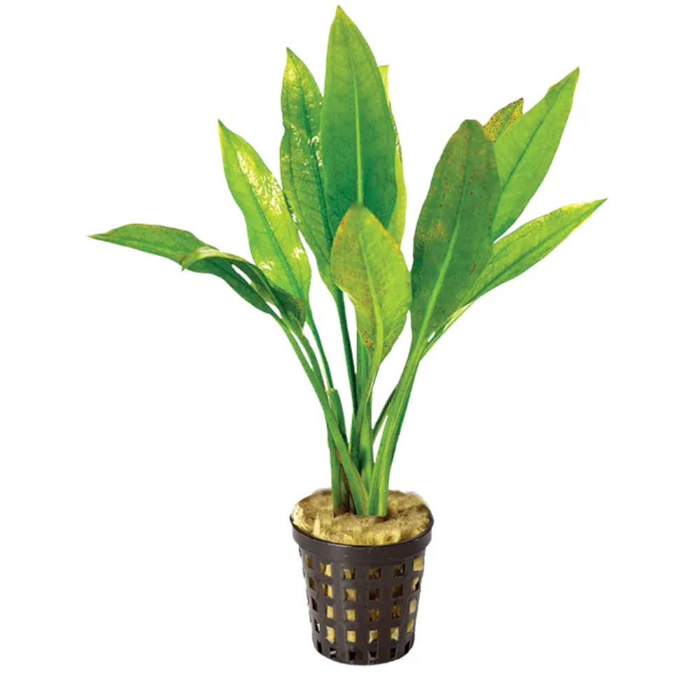 Amazon Sword Pot – Live Aquarium Plant