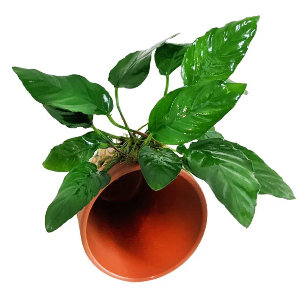 Assorted Anubias on Terracotta - Roxy Aquarium