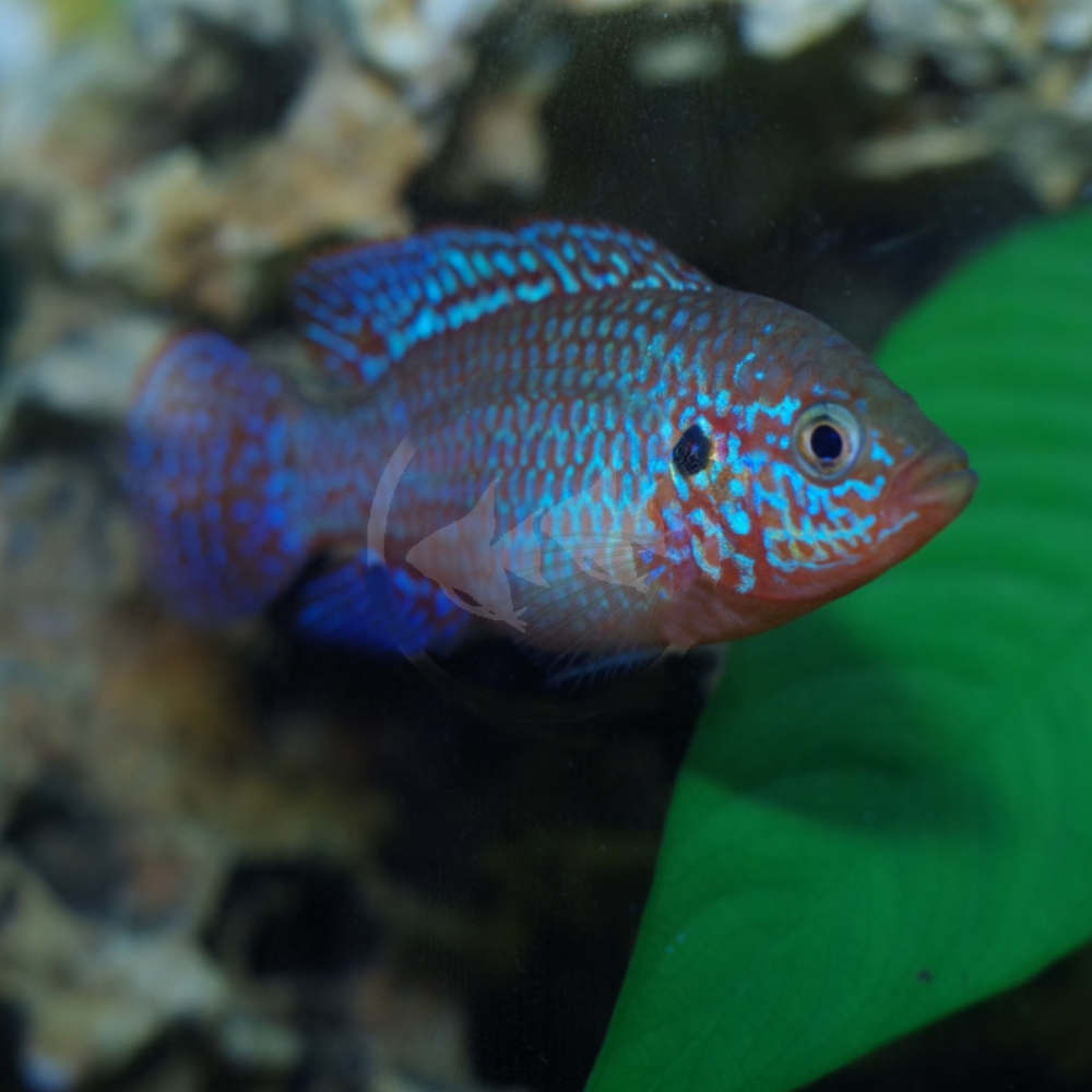 Blue Neon Jewel Cichlid - Roxy Aquarium