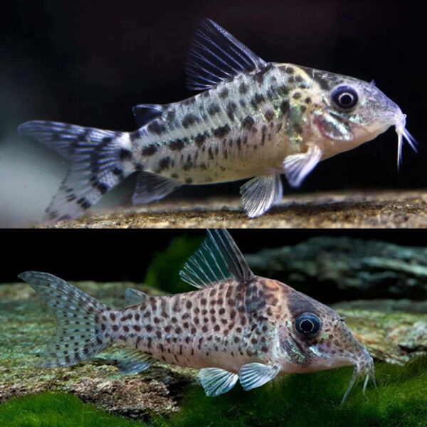 Catfish & Corydoras - Roxy Aquarium