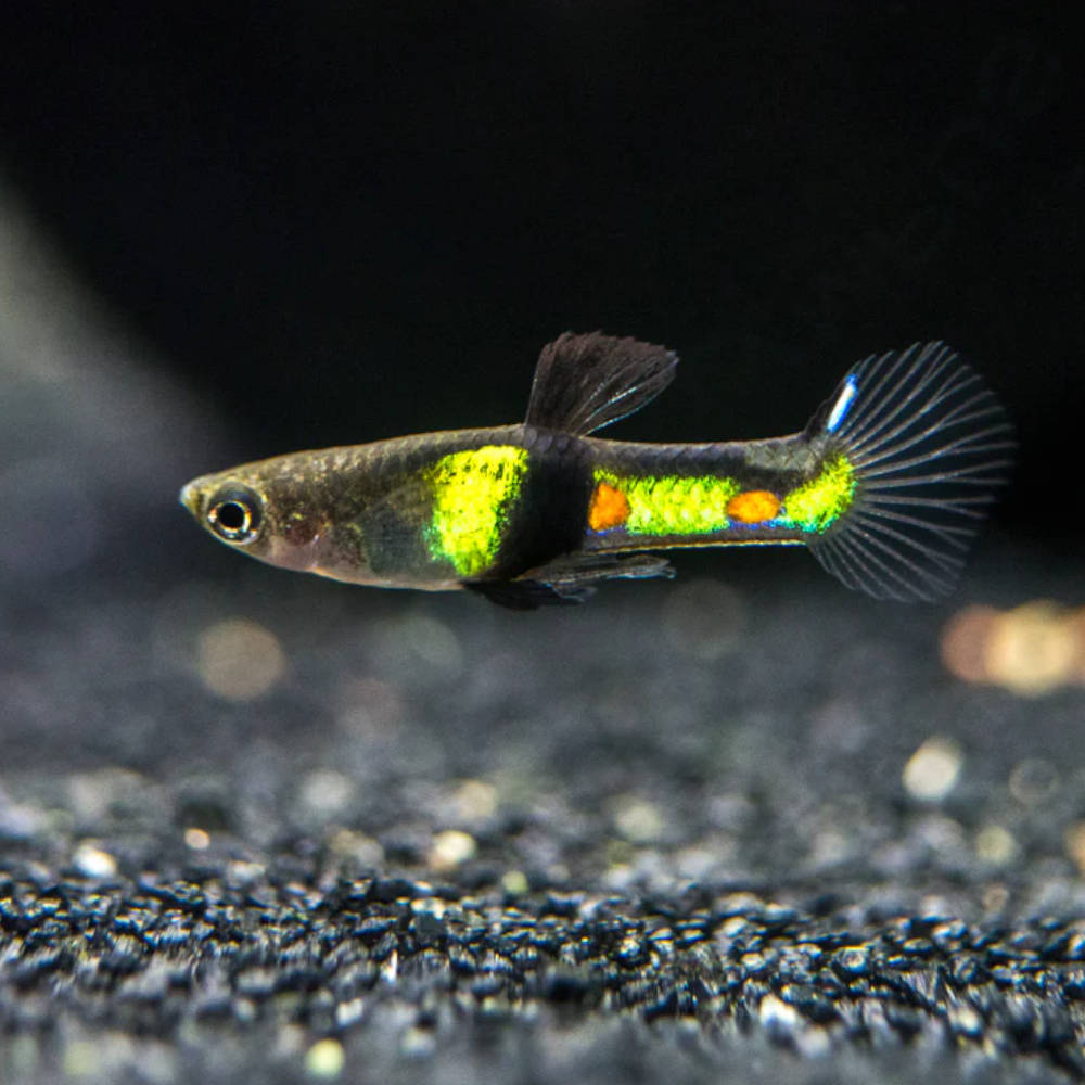 El Tigre Endler – Male Available- Roxy Aquarium